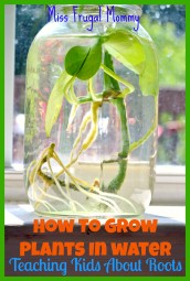 How To Grow Plants In Water – Miss Frugal Mommy
