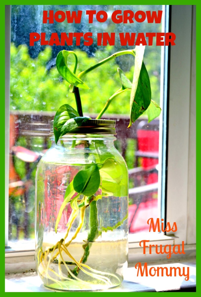 How To Grow Plants In Water – Miss Frugal Mommy