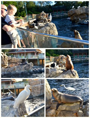 Immerse Yourself In Wonder at SeaWorld Orlando – Miss Frugal Mommy