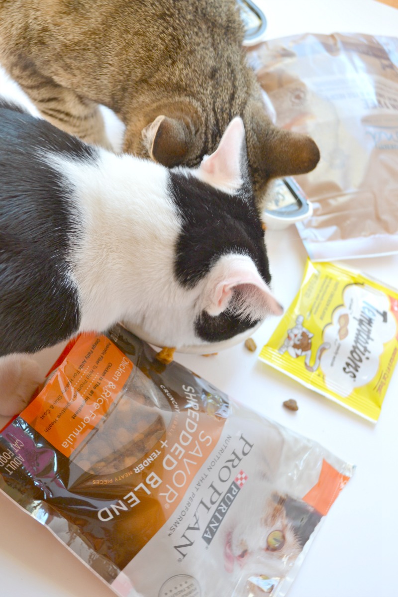 How To Score Free Pet Samples In Your Mailbox – Miss Frugal Mommy