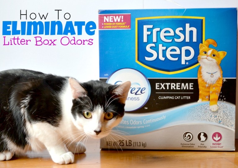 How To Eliminate Litter Box Odors – Miss Frugal Mommy