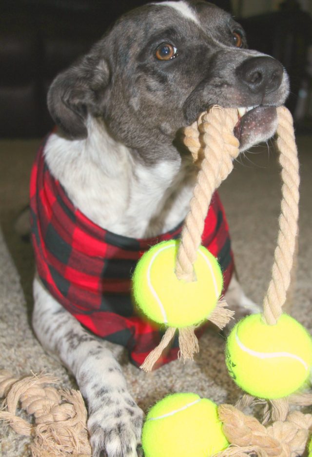 DIY Dog Rope Tennis Ball Toy – Miss Frugal Mommy